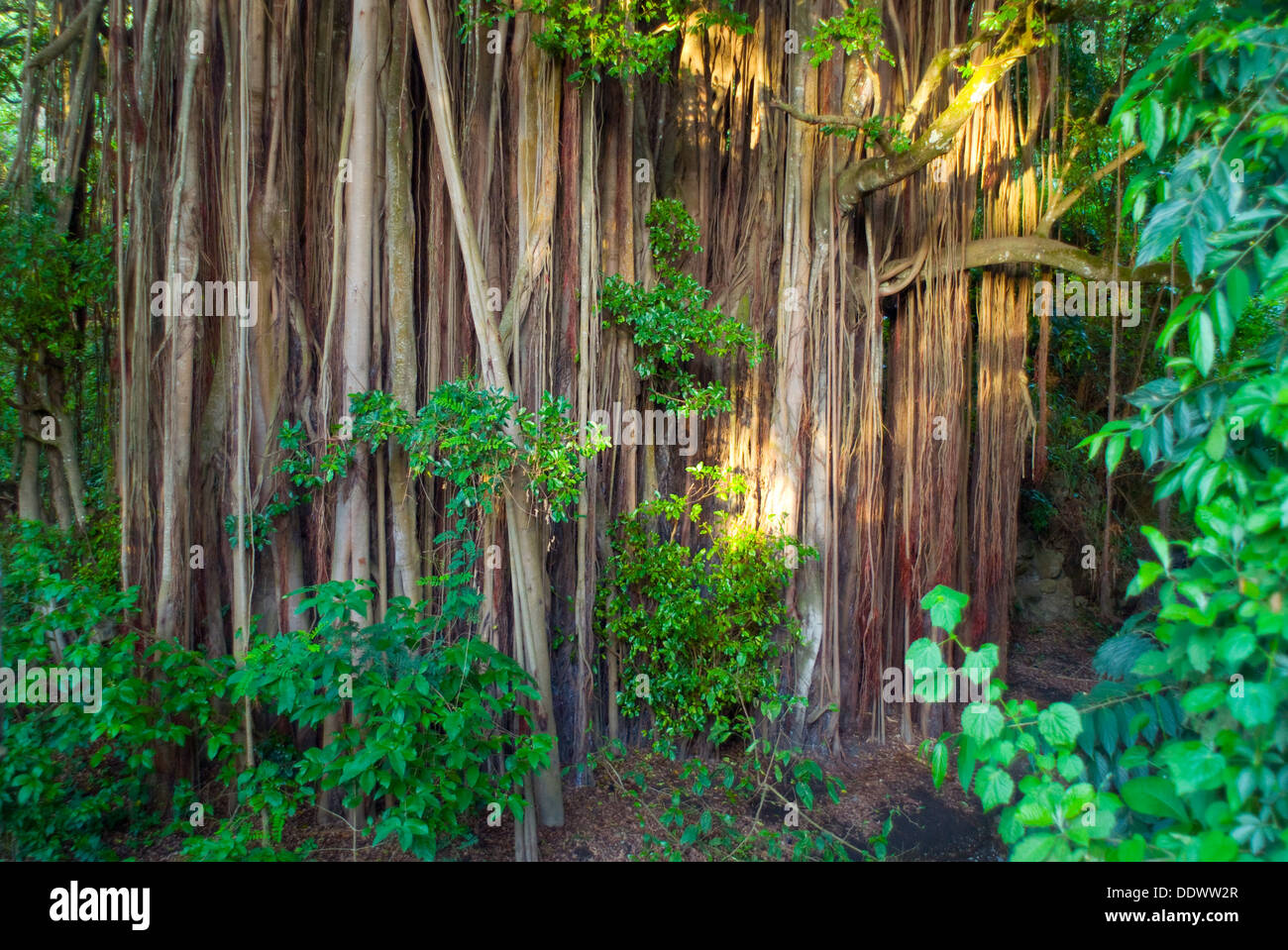 Ancient big African fig tree on the slopes of Mt Meru, believed to be ...