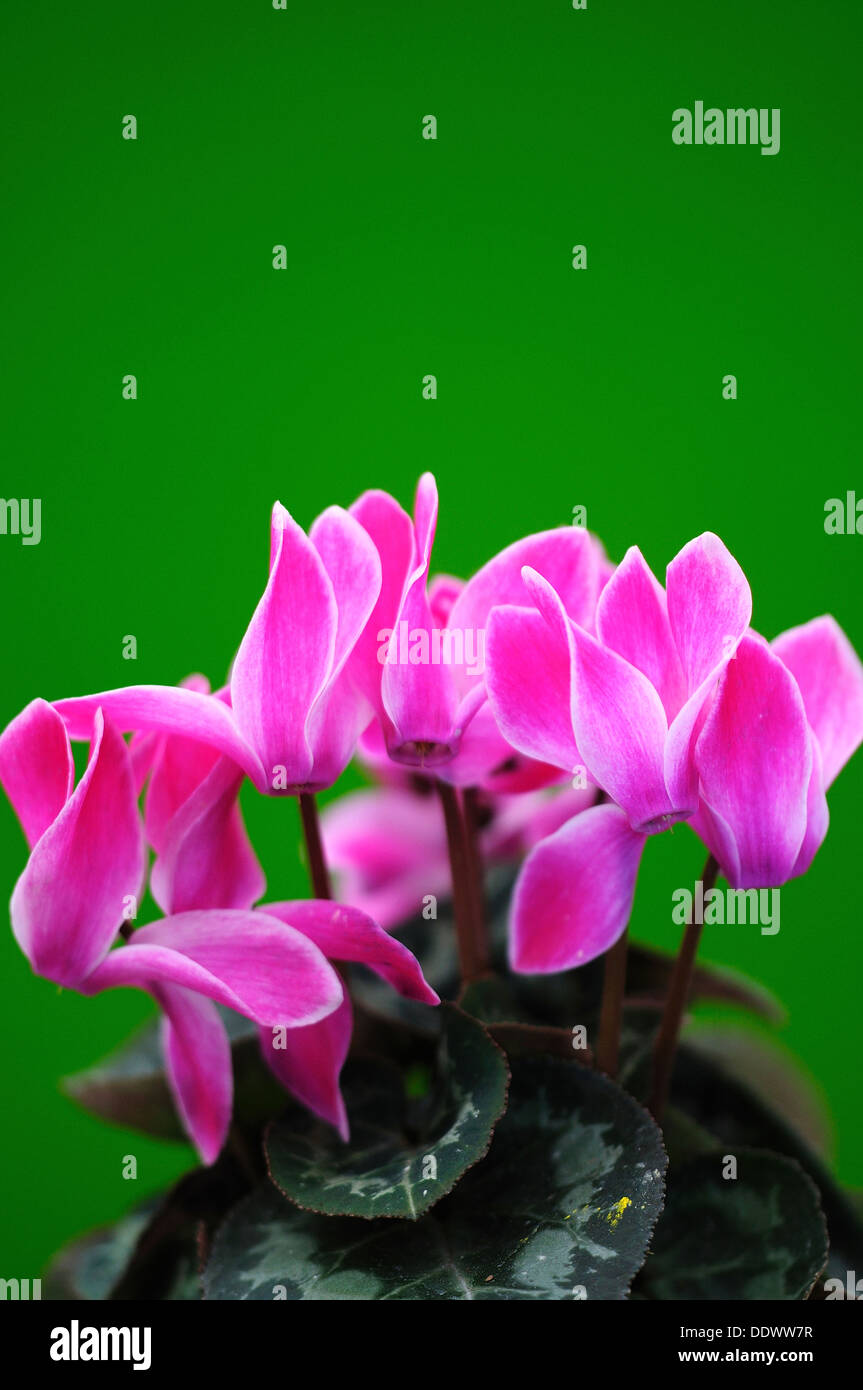 Cyclamen winter hi-res stock photography and images - Alamy