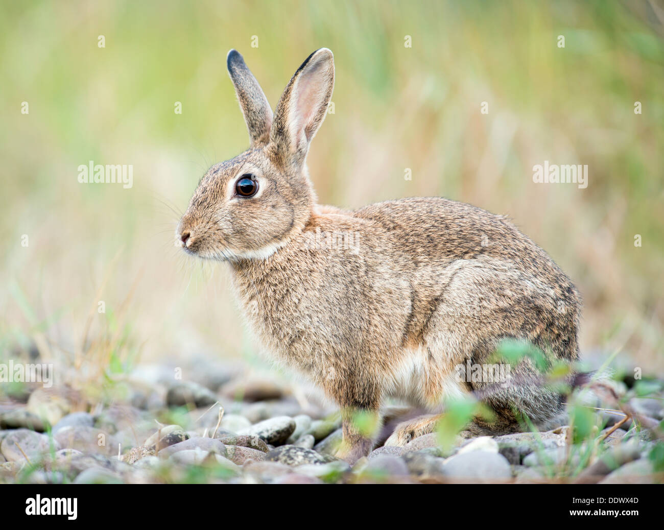 Oyctolagus cuniculus hi-res stock photography and images - Alamy