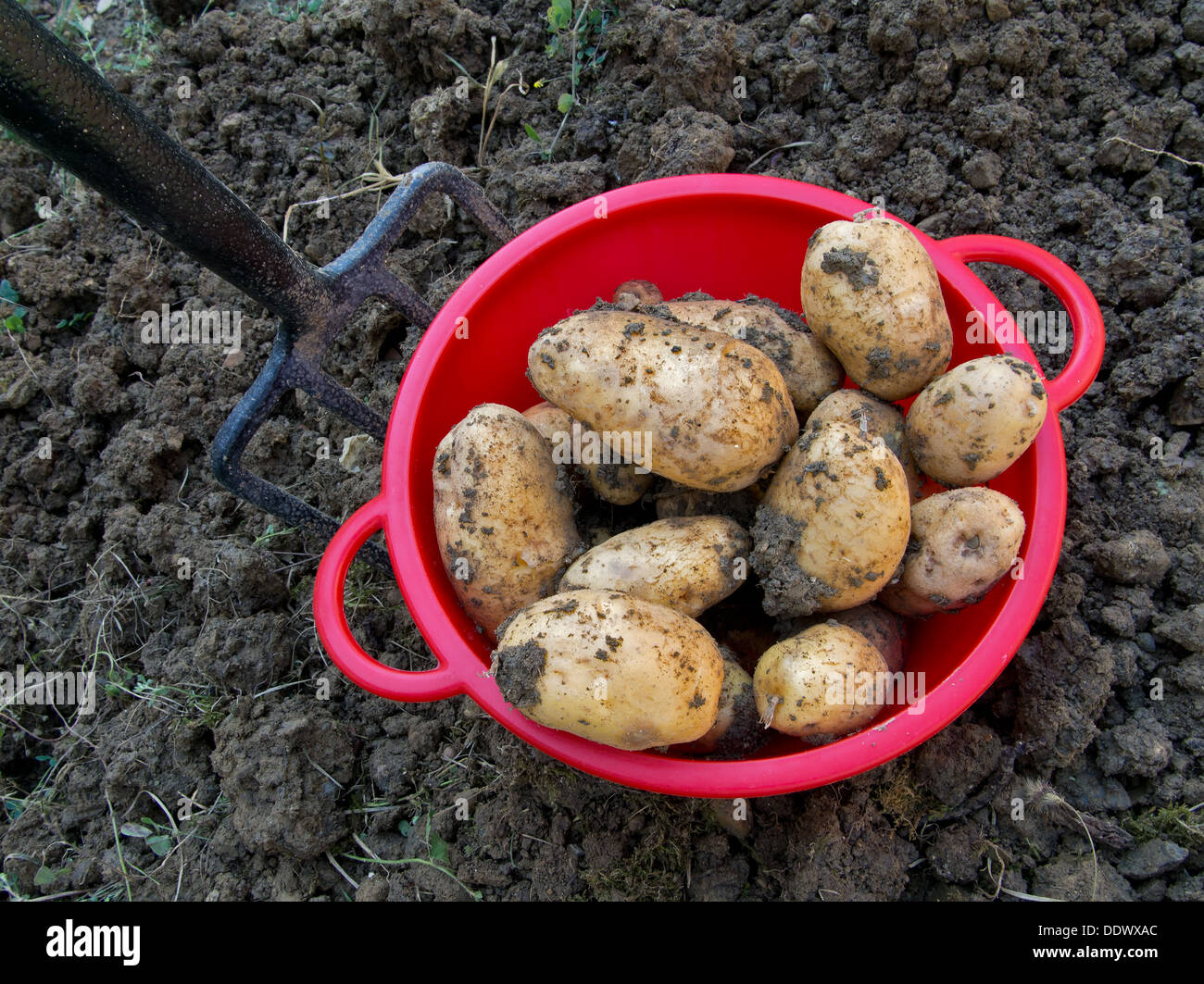 Fresh dug potatoes with garden fork Stock Photo - Alamy