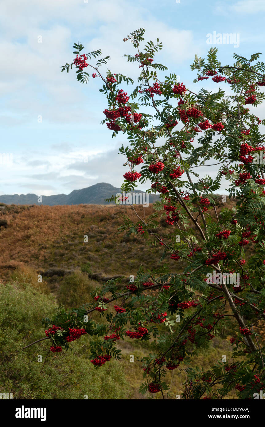 Berries on a Rowan tree (Sorbus aucuparia), by Loch Hourn, near ...