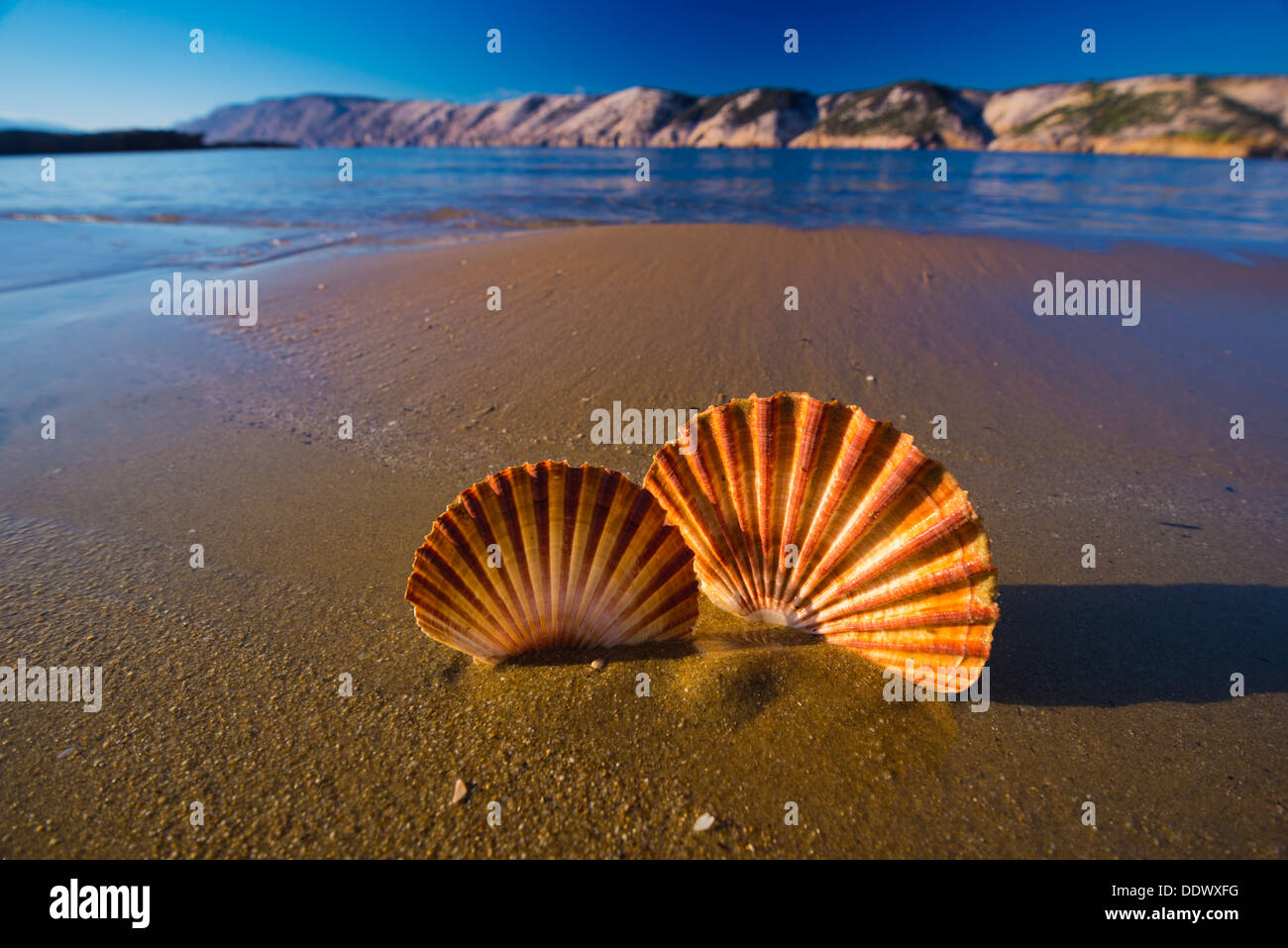 Beautiful landscapes, shells on the beach in Croatia Stock Photo - Alamy