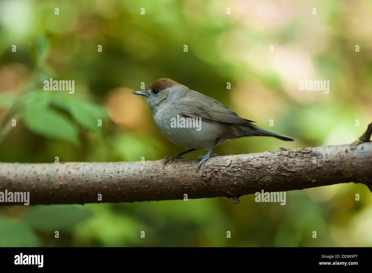 Female Blackcap on branch Stock Photo - Alamy