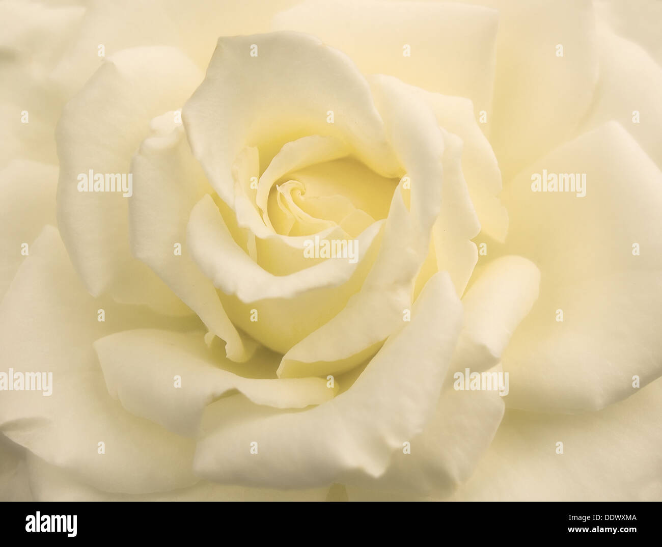 Close-up photo of tender white creamy rose Stock Photo - Alamy