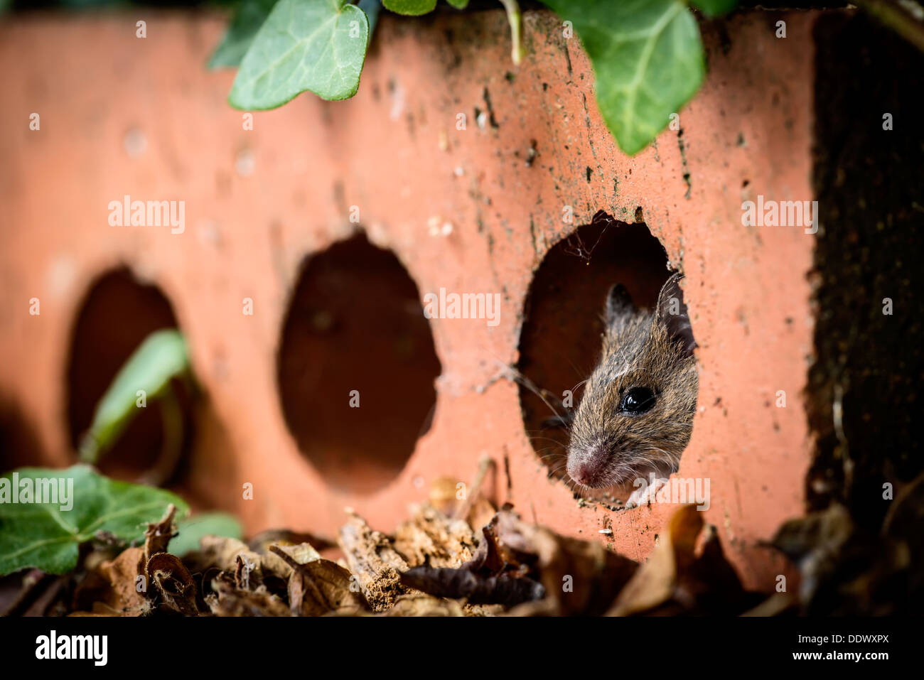 Mouse Garden High Resolution Stock Photography and Images - Alamy