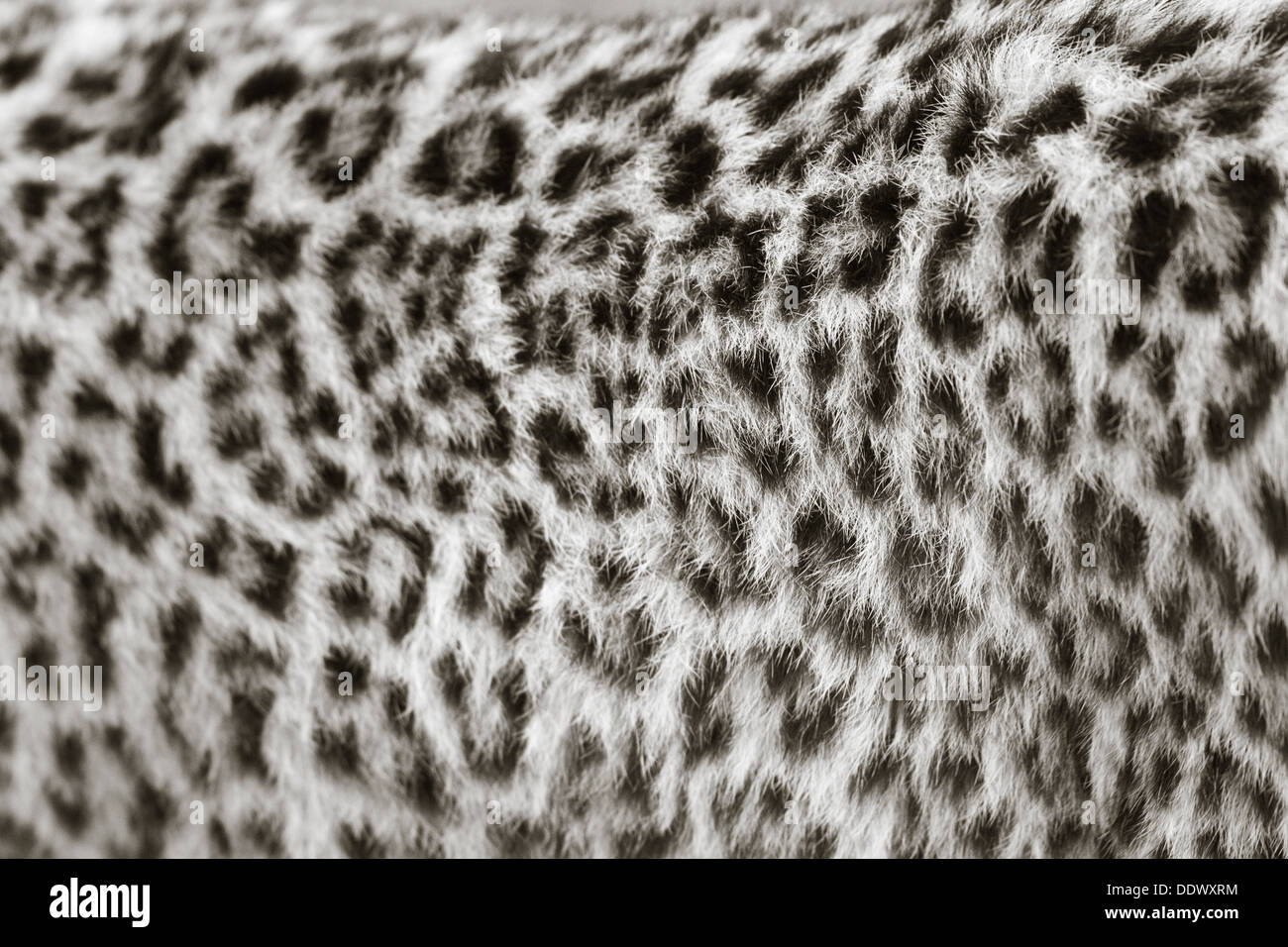 Snow Leopard Pelt