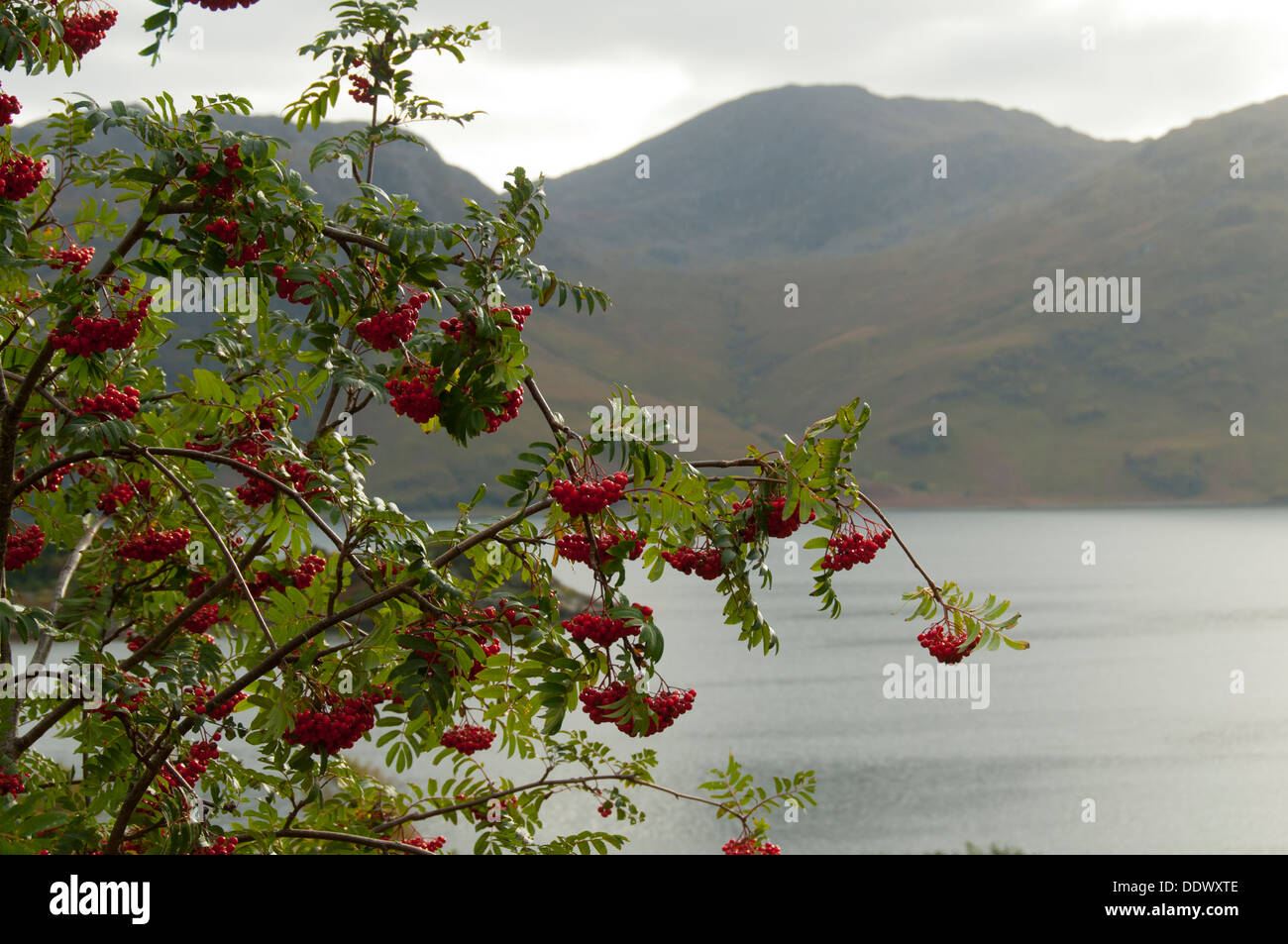 Rowan tree sorbus aucuparia hi-res stock photography and images - Alamy