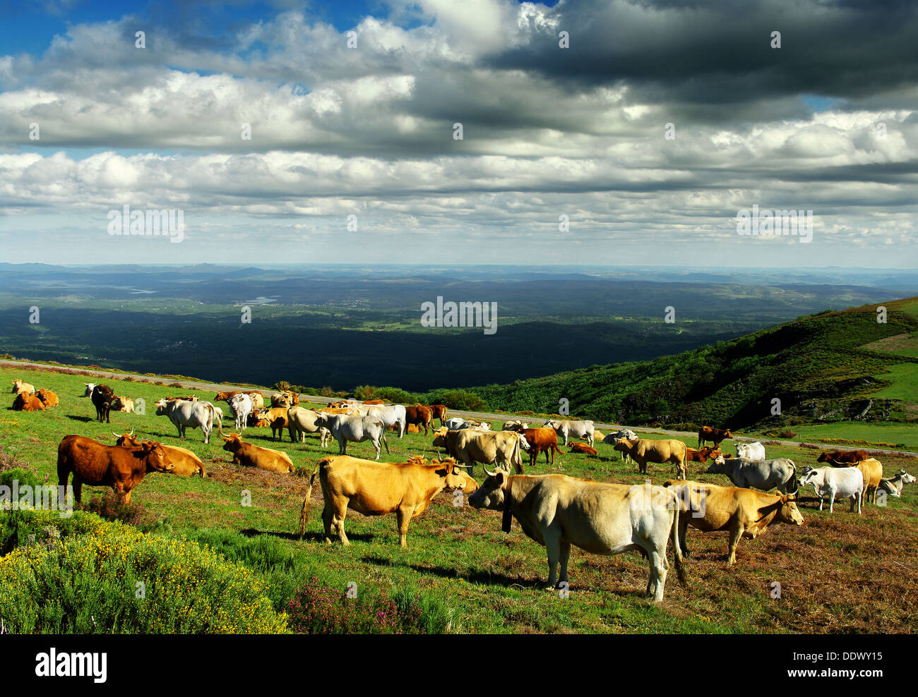 cattle in the French prairie Stock Photo - Alamy