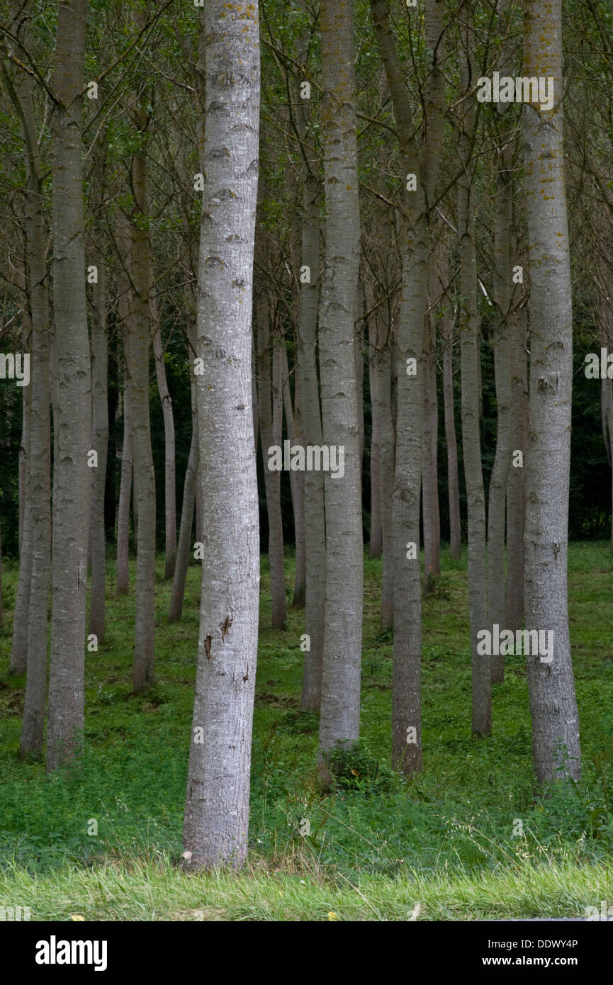 A field of uniform trees Stock Photo - Alamy