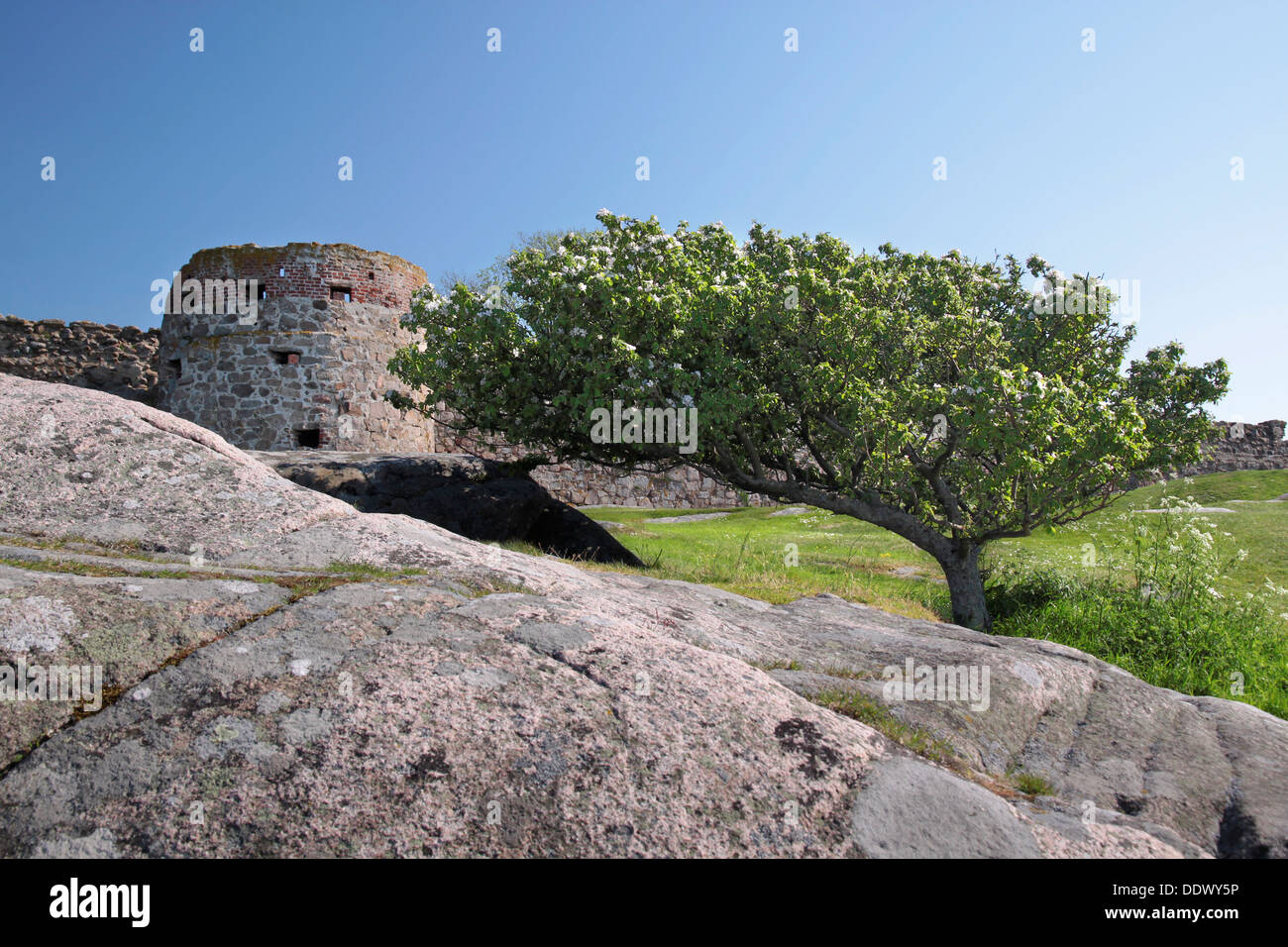 Hammershus castle ruin with a distinctive tree on Bornholm, Denmark ...