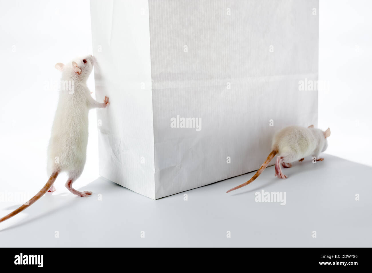 Rat pack hi-res stock photography and images - Alamy