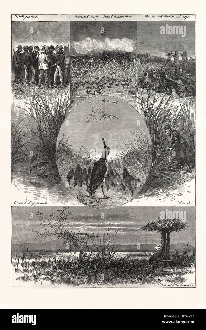 THE SNIPE, DRAWING GASTON FAY, engraving 1880 Stock Photo - Alamy