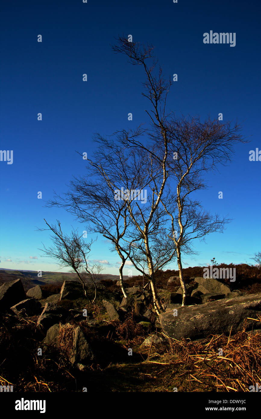 Windswept tree edge moor hi-res stock photography and images - Alamy