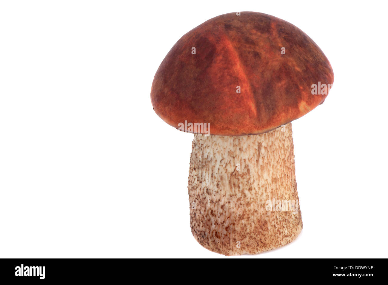 Beautiful mushroom boletus growing Cut Out Stock Images & Pictures - Alamy