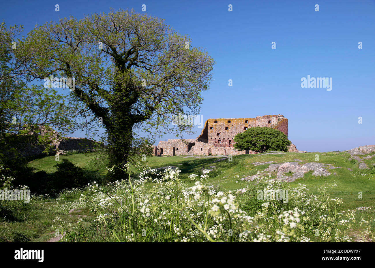 Hammershus castle ruin with a distinctive tree on Bornholm, Denmark ...