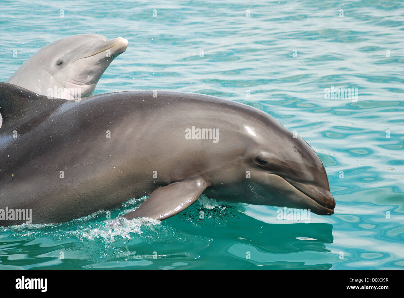 Two dolphins hi-res stock photography and images - Alamy