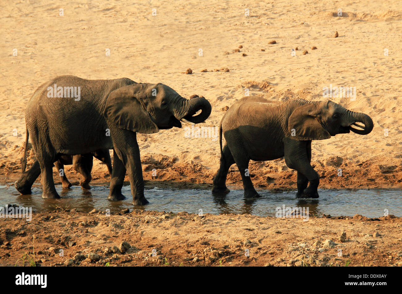 Two elephants elephant hi-res stock photography and images - Alamy