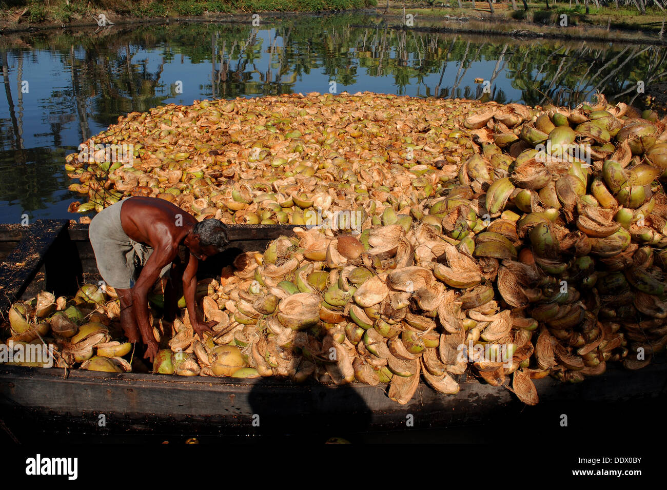Fresh coconut shells coir making hi-res stock photography and images ...