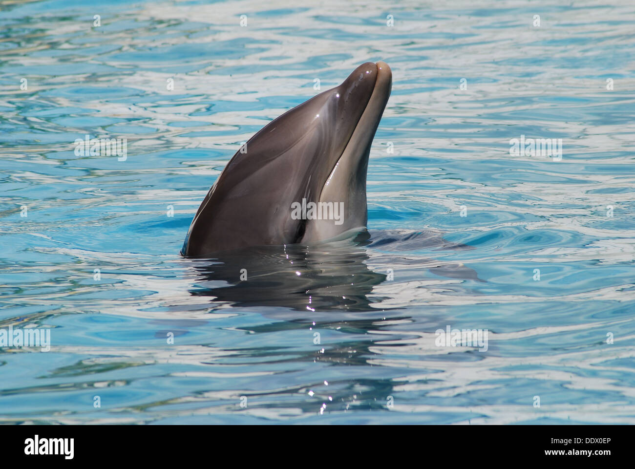Dolphin in water Stock Photo - Alamy