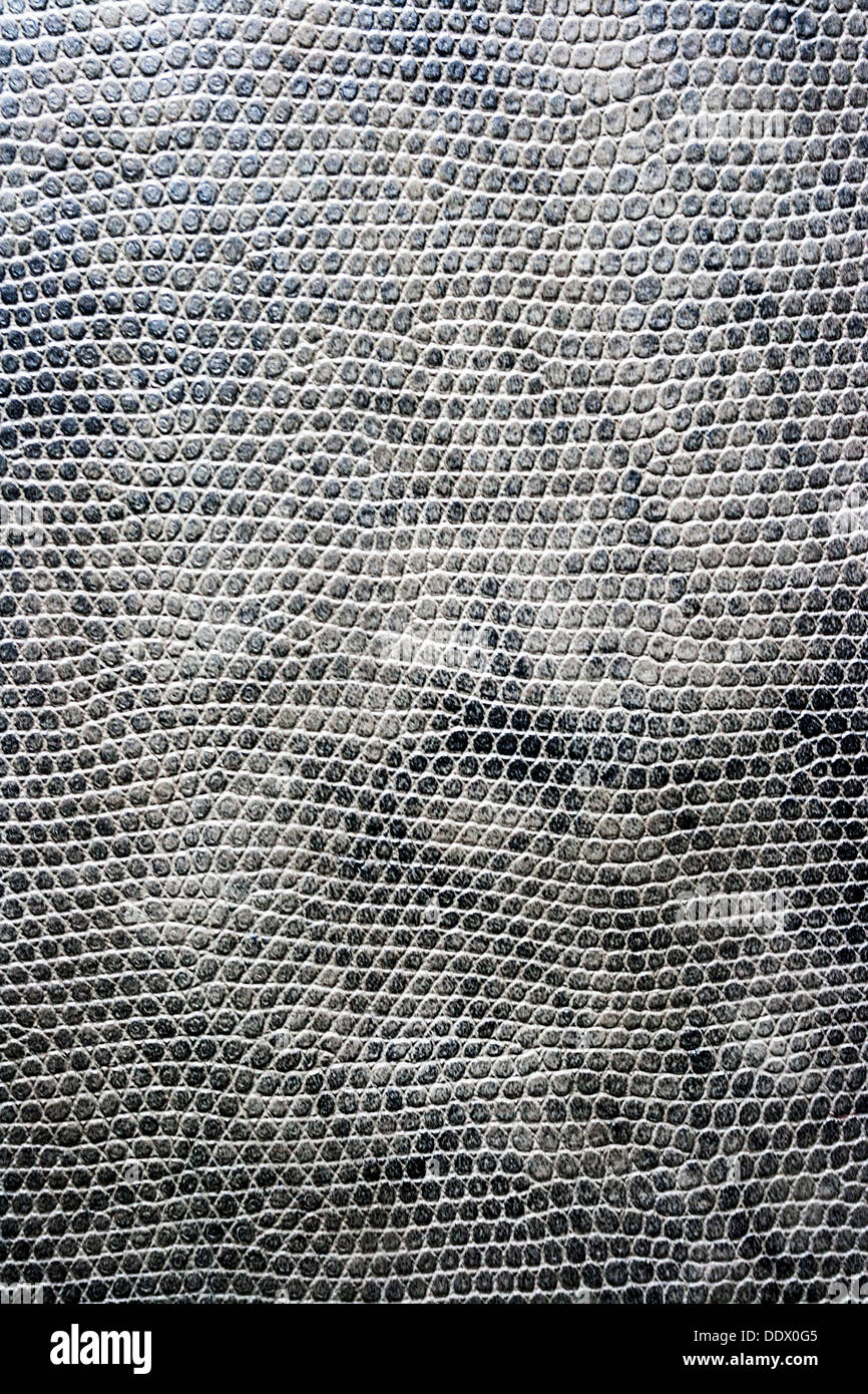 Abstract texture of snake skin in shades of gray Stock Photo - Alamy