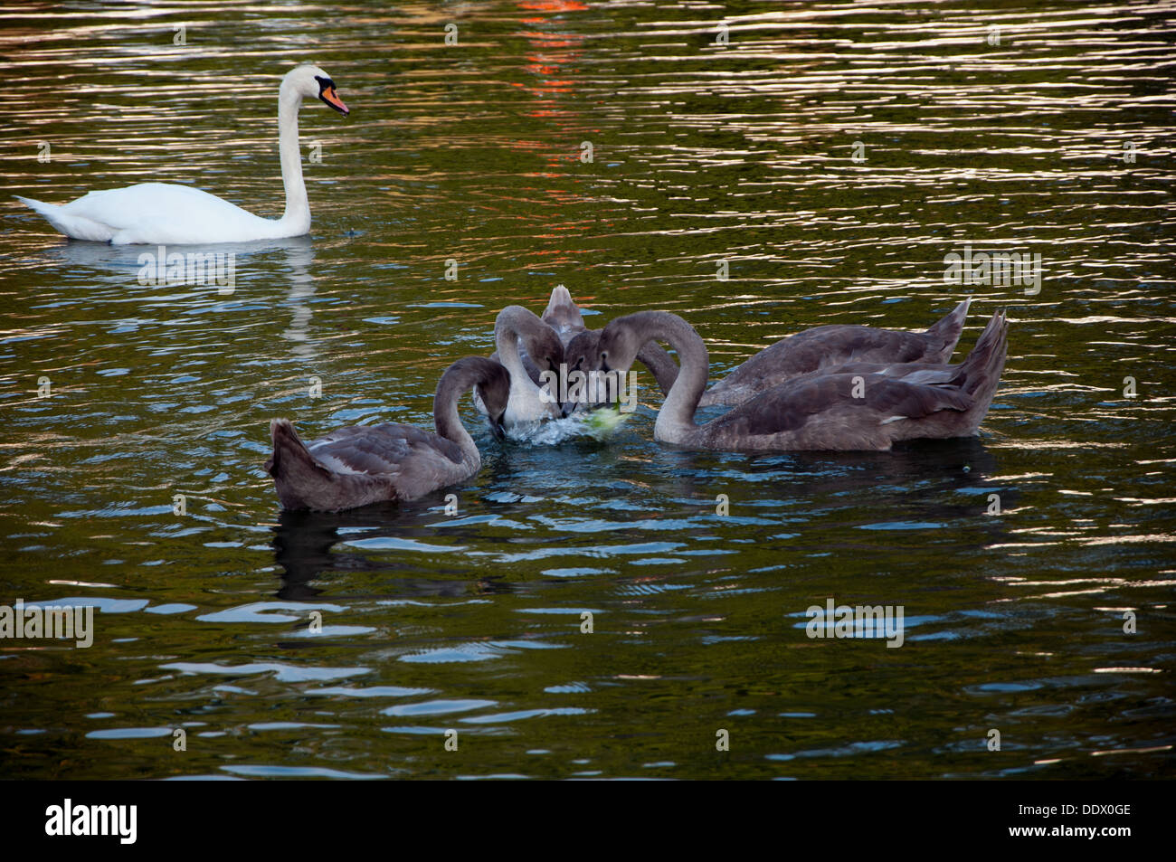 Swan signet hi-res stock photography and images - Alamy