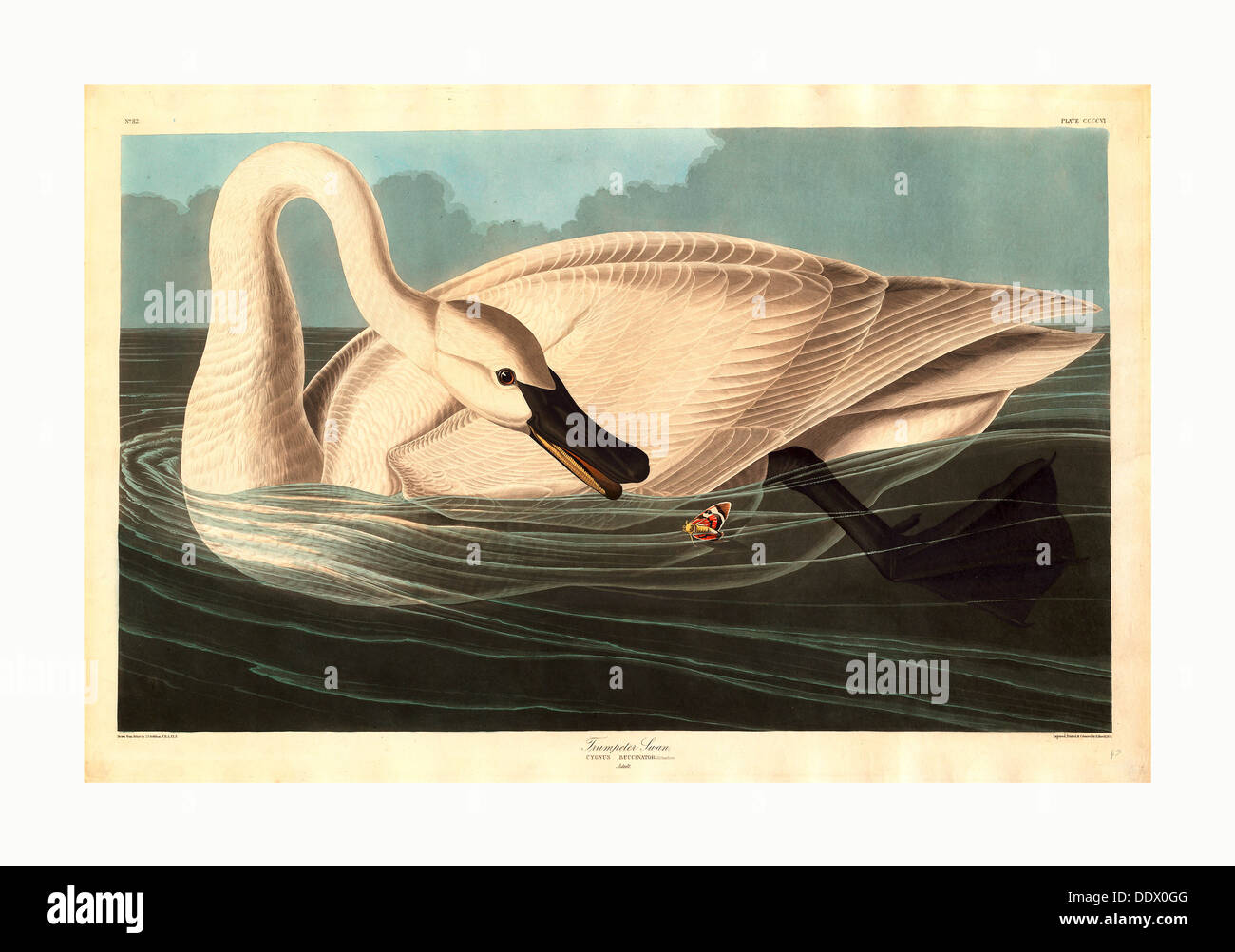 Robert Havell after John James Audubon, Trumpeter Swan, American, 1793 ...