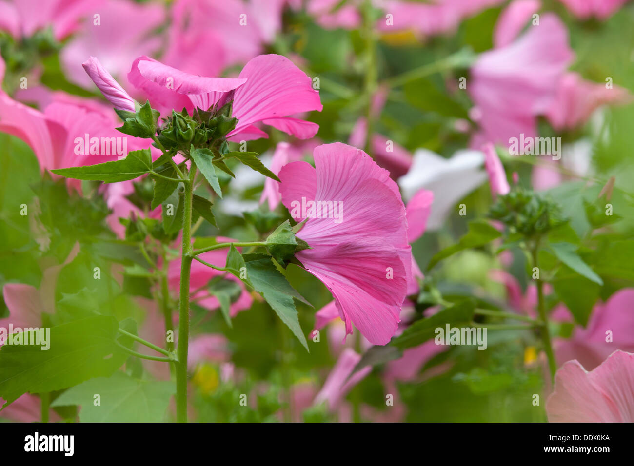 Puutarhassa hi-res stock photography and images - Alamy