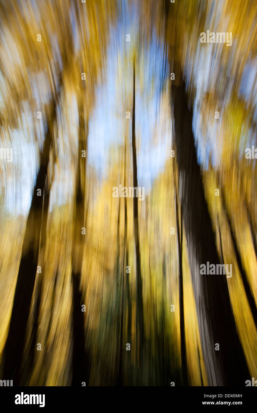 Autumnal pine tree colour hi-res stock photography and images - Alamy