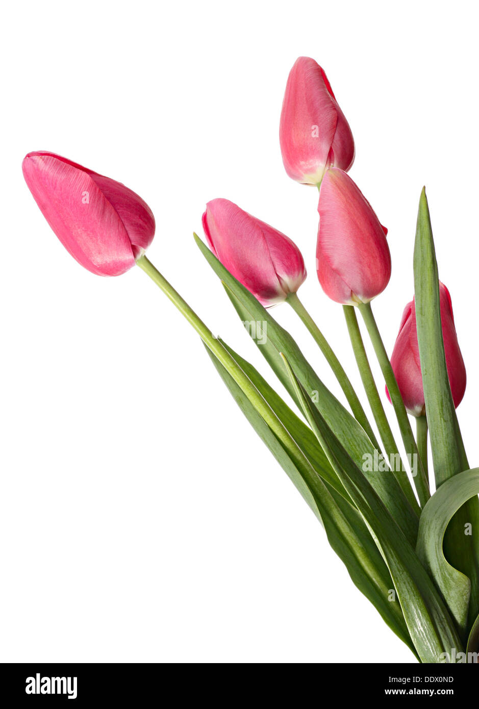 Closed pink flowers hi-res stock photography and images - Alamy