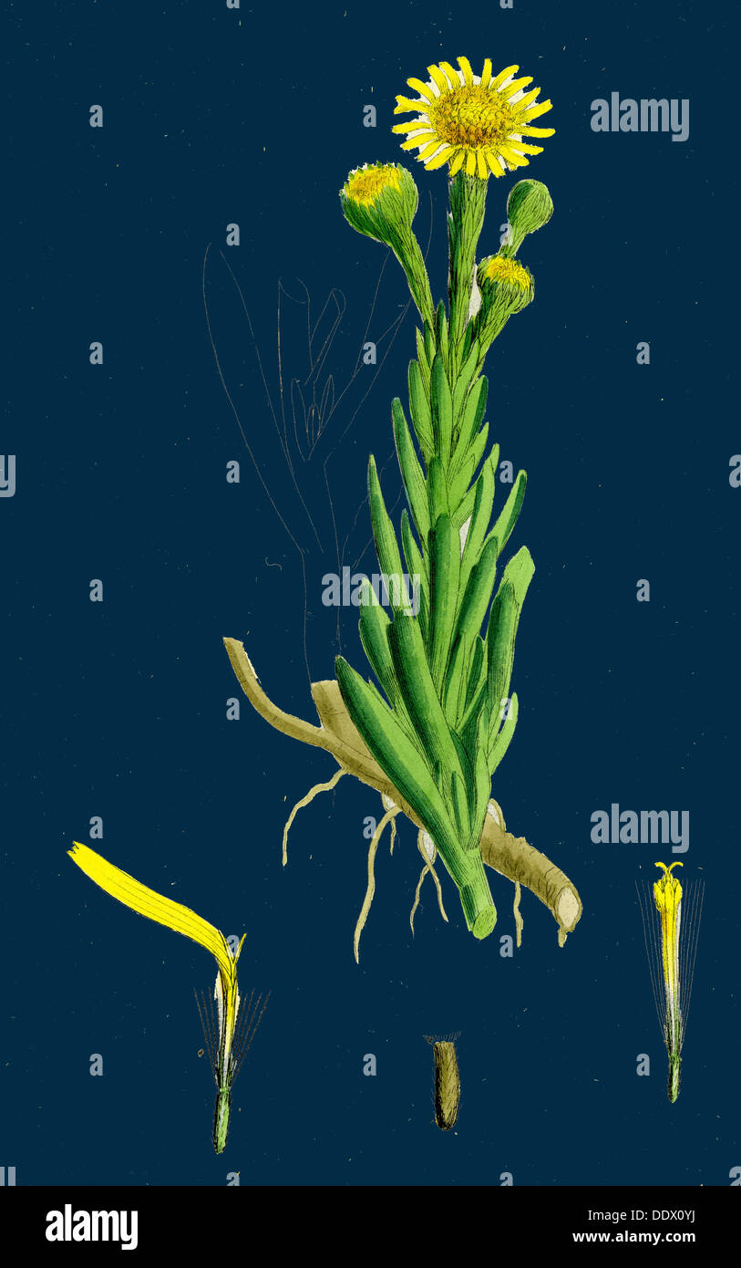 Inula crithmoides hi-res stock photography and images - Alamy