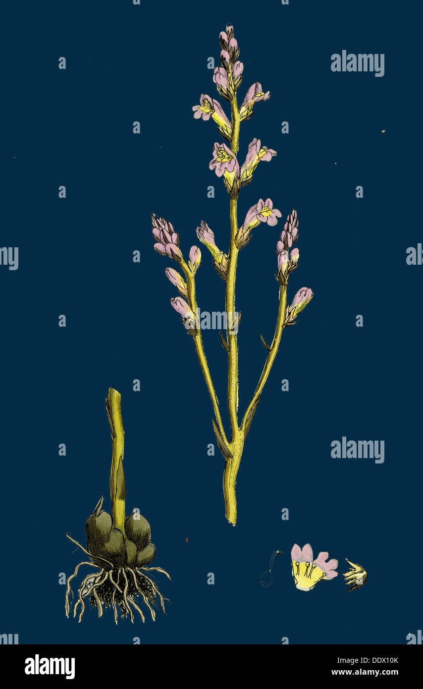 Orobanche ramosa; Branched Broom-rape Stock Photo - Alamy