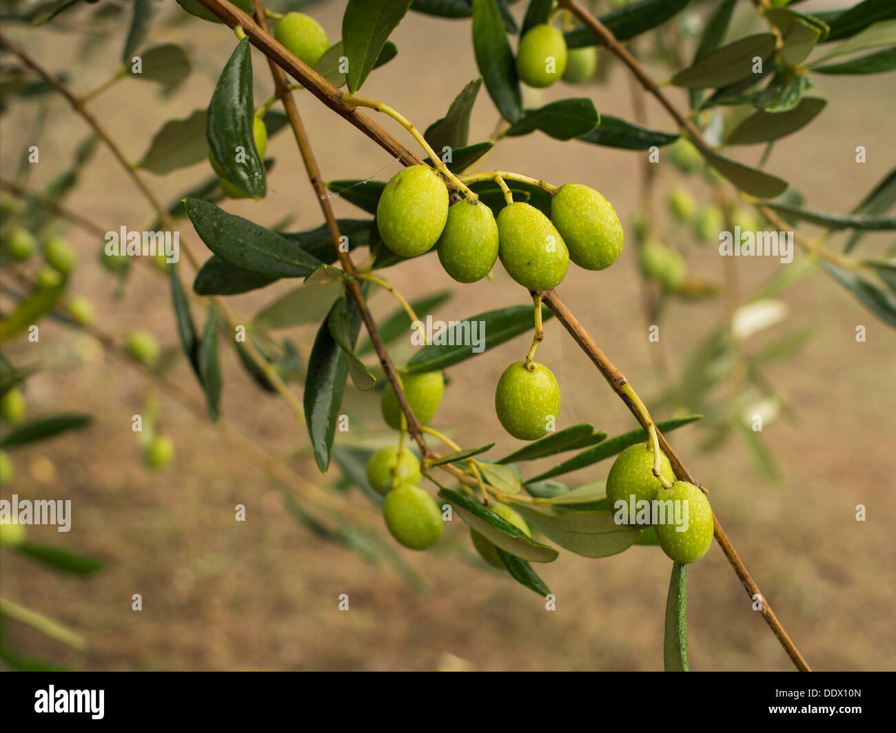 Olives nearing harvest - still green but full grown in autumn mist ...