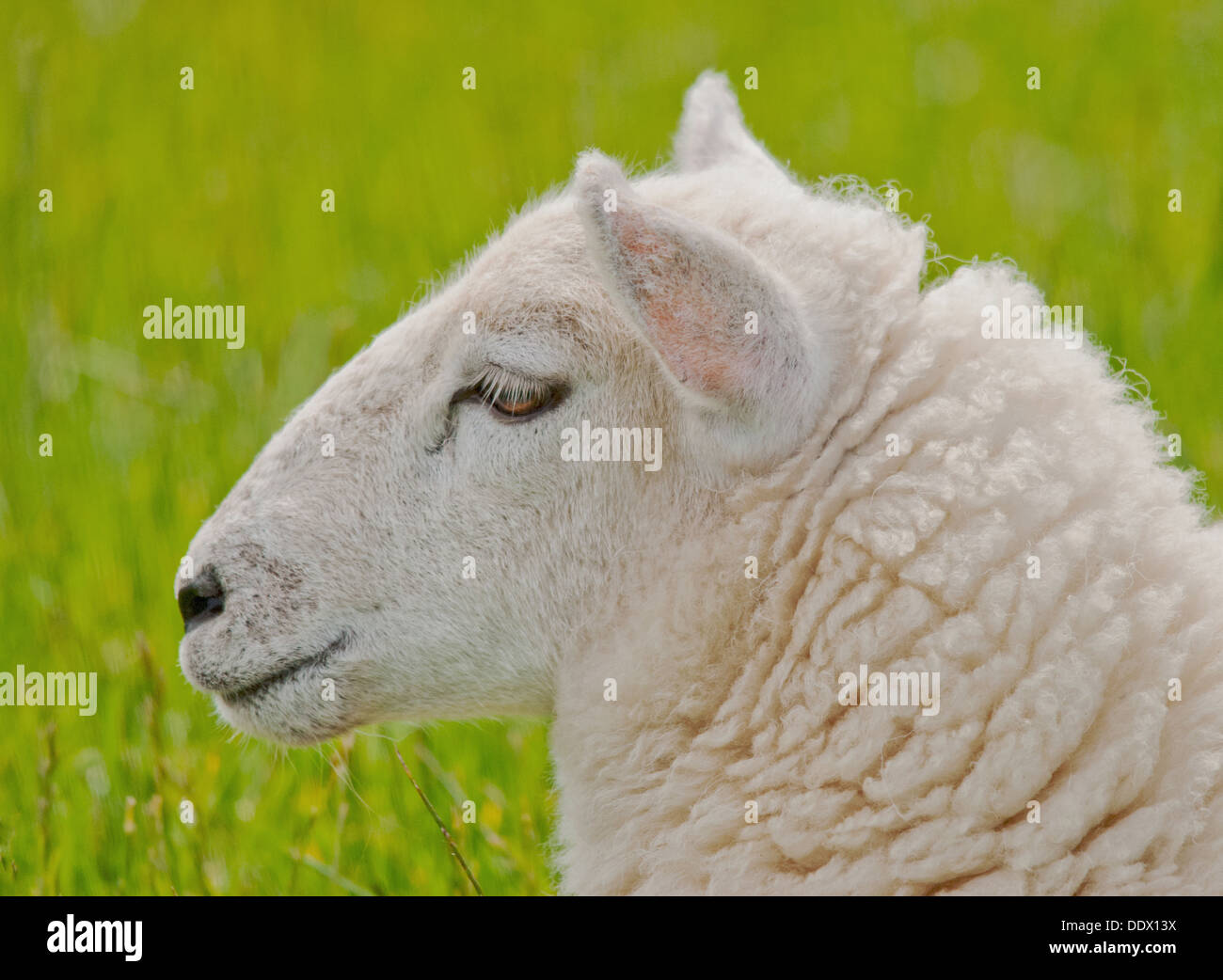 Swifter sheep hi-res stock photography and images - Alamy