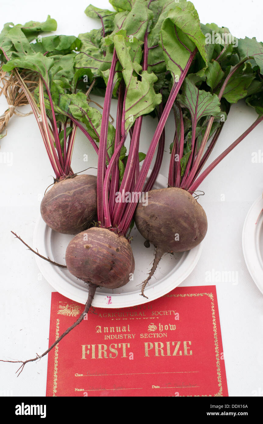First prize winning beetroot at the Leek Show Beamish museum north east ...