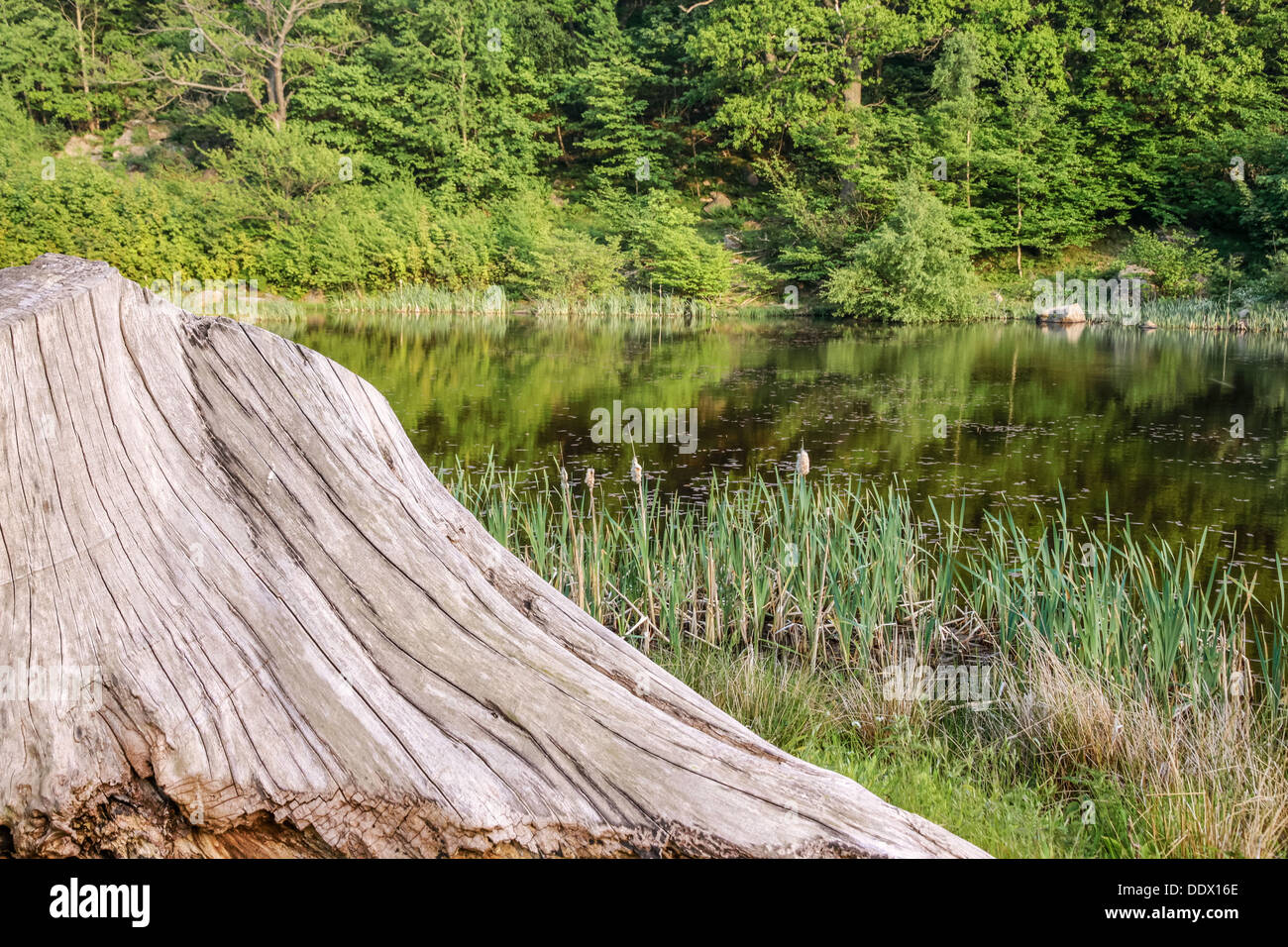 Lake in forest with tree trunk near the Hammershus castle ruin ...