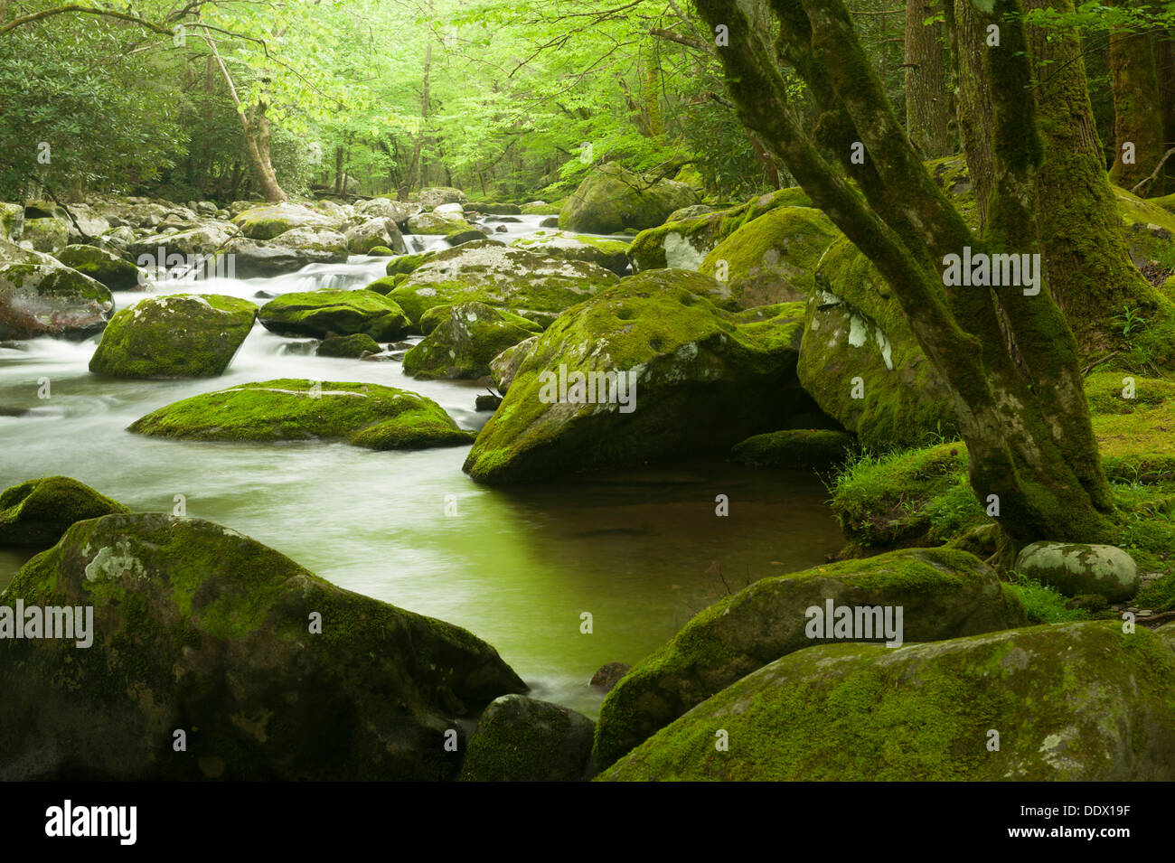 Green pools hi-res stock photography and images - Alamy