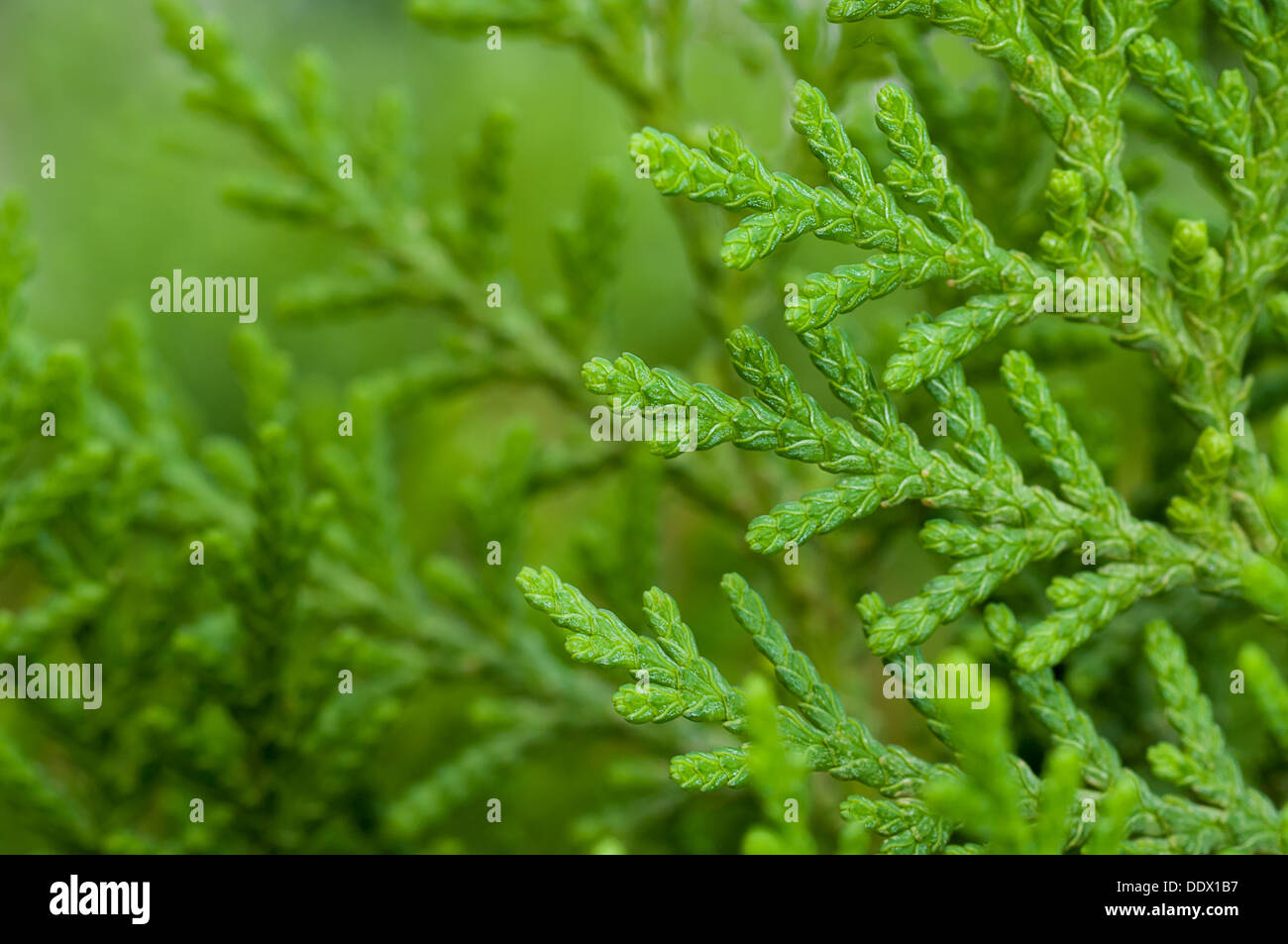 Needle pine leaves hi-res stock photography and images - Alamy
