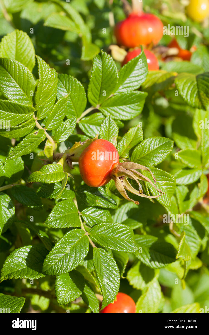 Ruusunmarja hi-res stock photography and images - Alamy