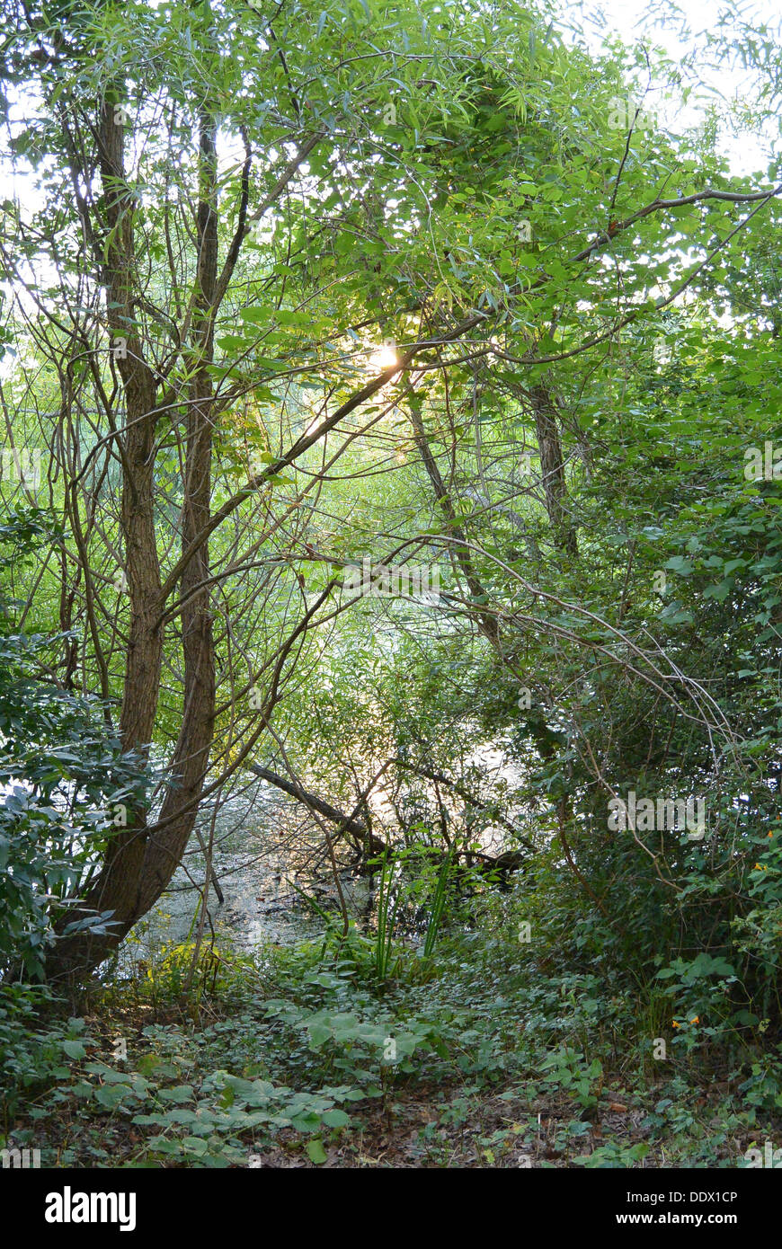 Tangle of trees hi-res stock photography and images - Alamy