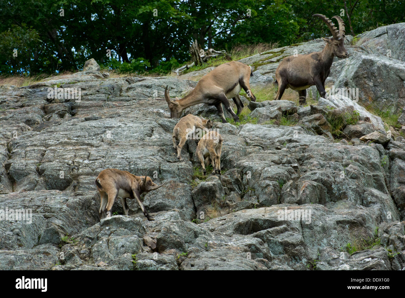 Alpine Ibex on a cliff Stock Photo - Alamy