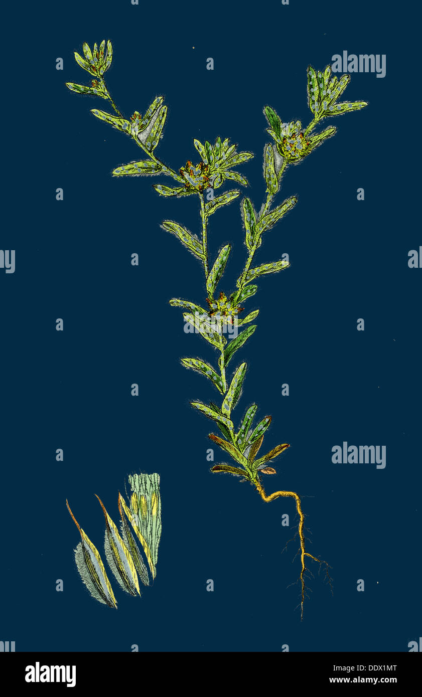 Filago apiculata hi-res stock photography and images - Alamy