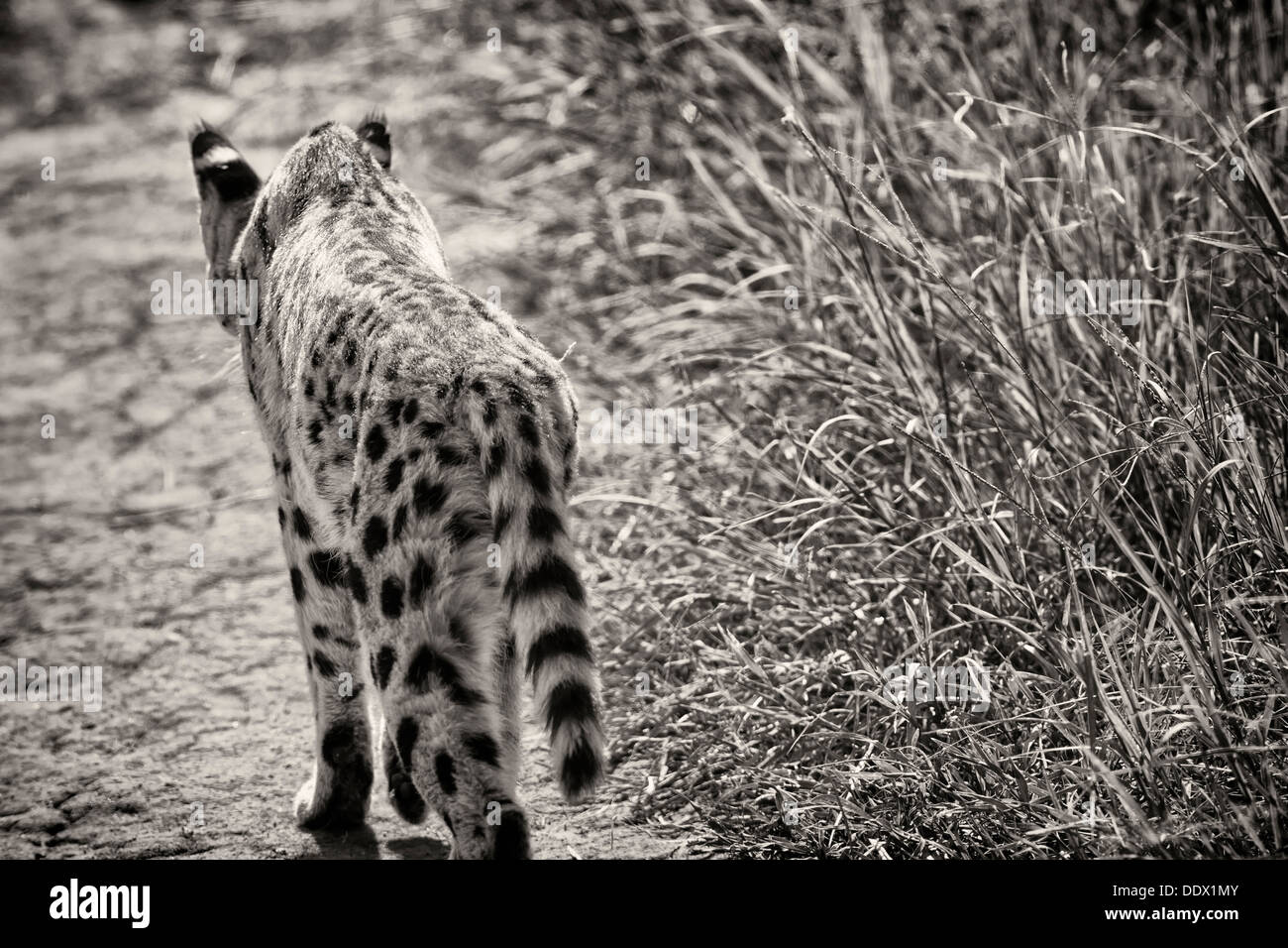 Serval cat walking hi-res stock photography and images - Alamy