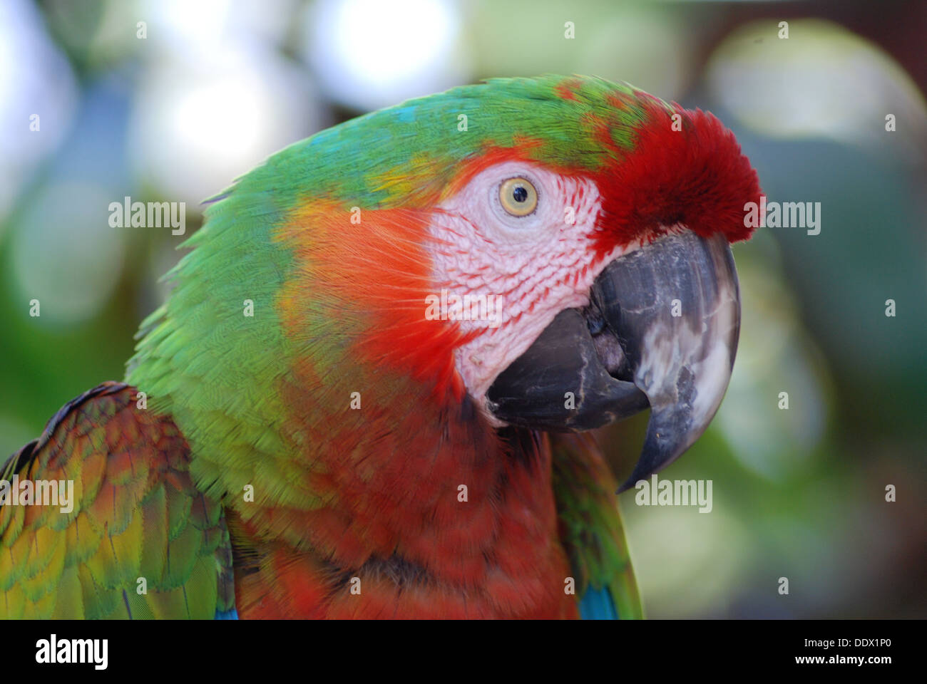 Macaw picture hi-res stock photography and images - Alamy