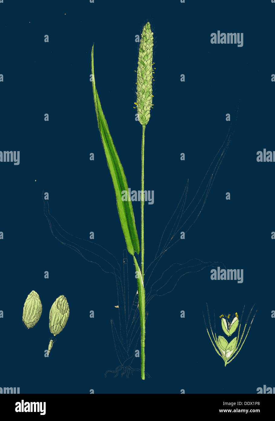 Bristle grass setaria viridis hi-res stock photography and images - Alamy