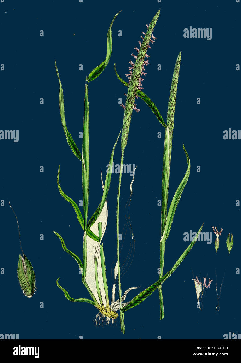 Alopecurus agrestis; Slender Fox-tail-grass Stock Photo - Alamy