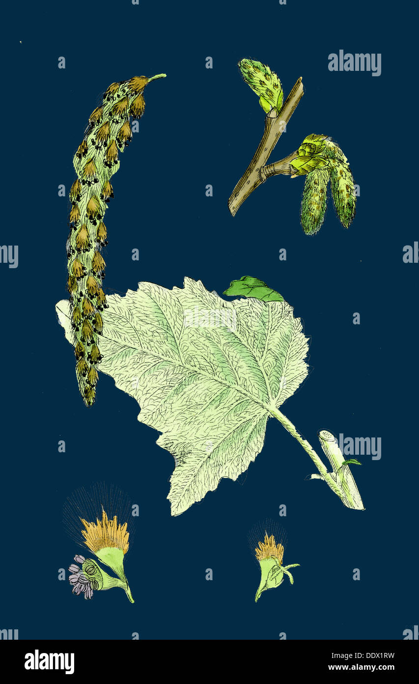 Populus alba flower hi-res stock photography and images - Alamy