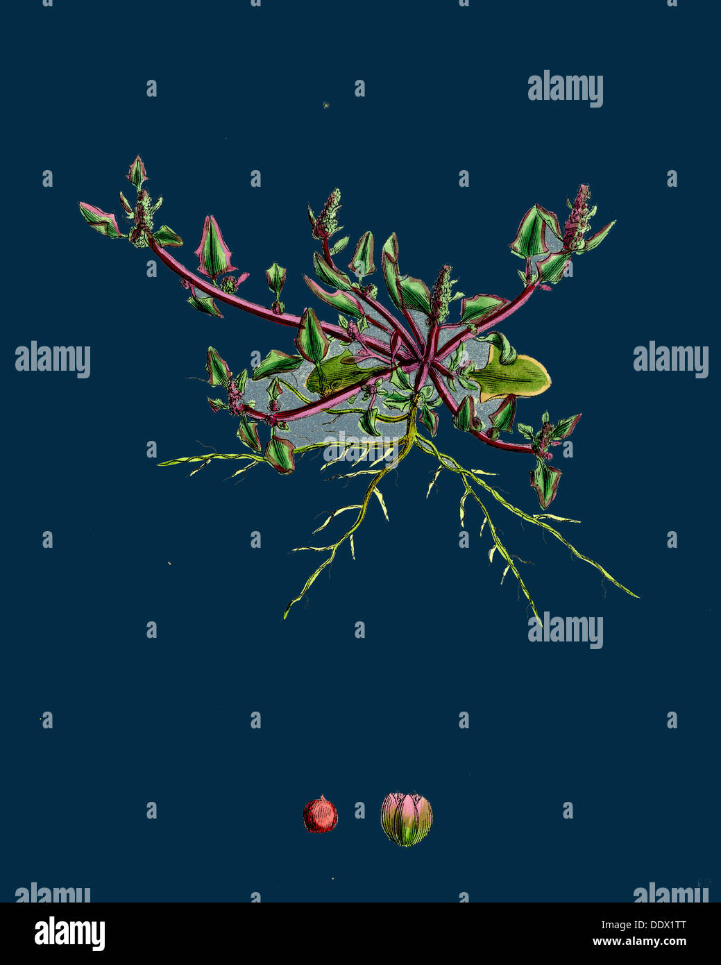 Chenopodium botryoides hi-res stock photography and images - Alamy