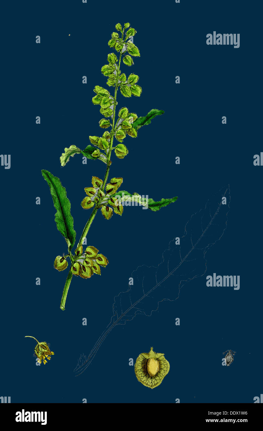 Botanical illustration of rumex crispus hi-res stock photography and ...