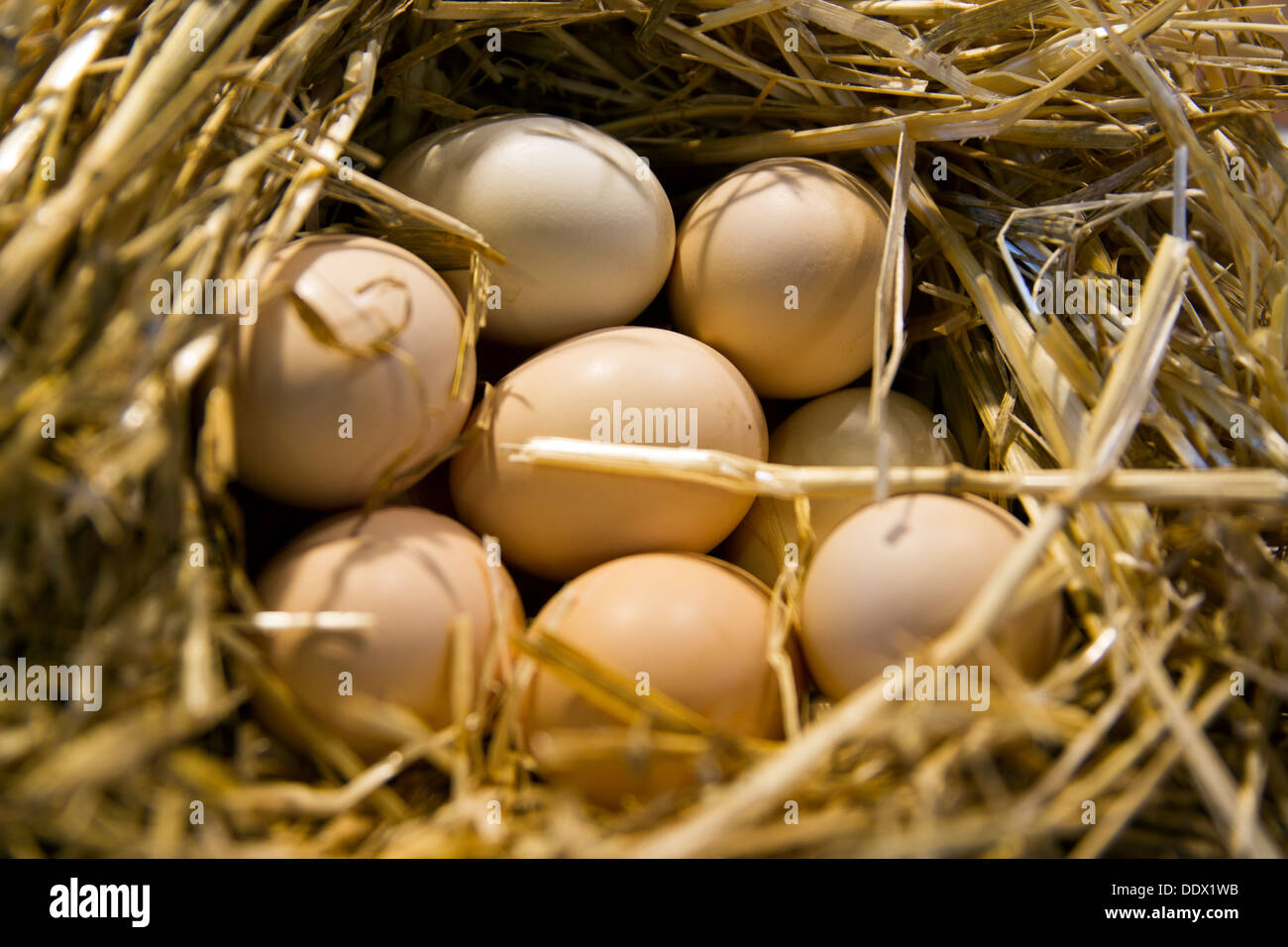 Mallard duck eggs hi-res stock photography and images - Alamy