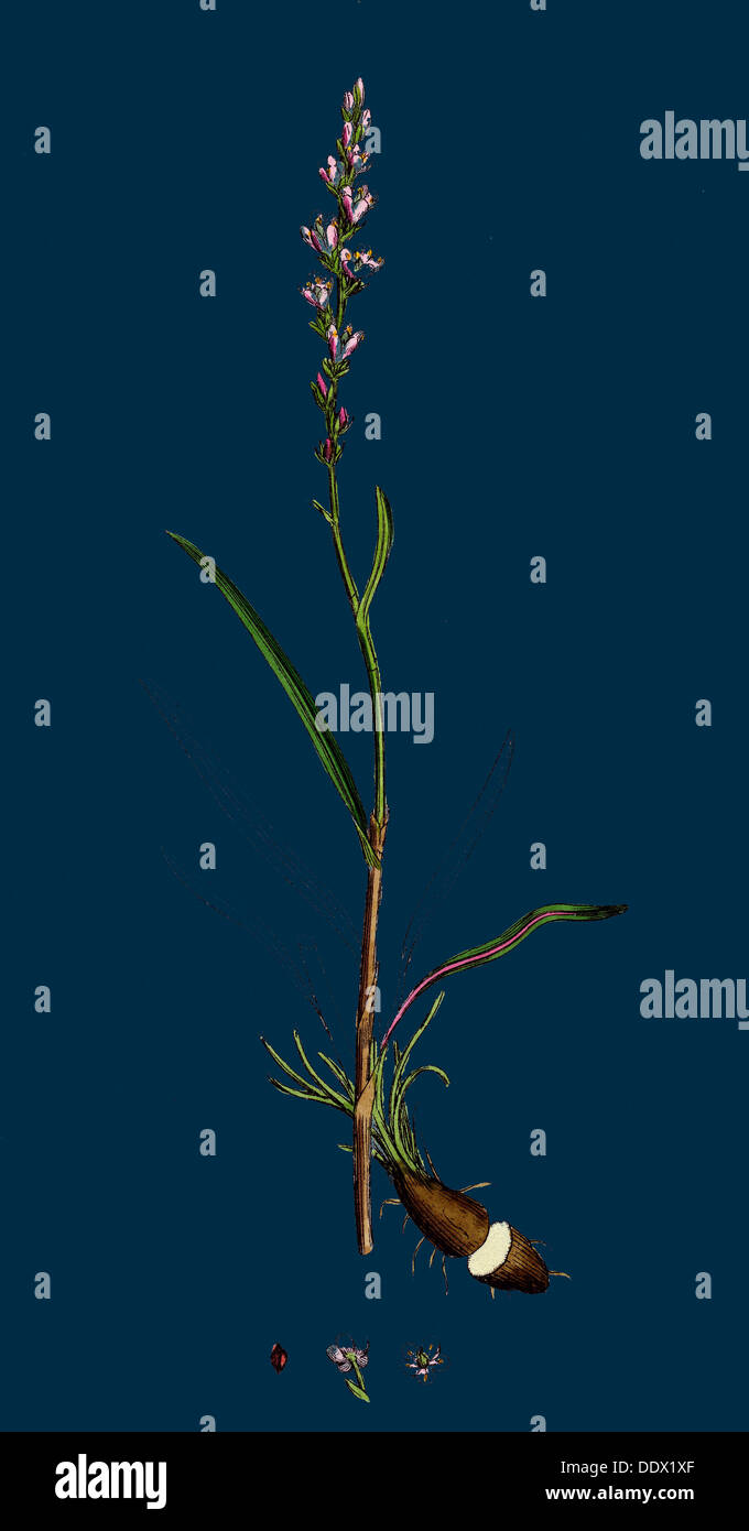 Polygonum viviparum; Viviparous Bistort Stock Photo - Alamy